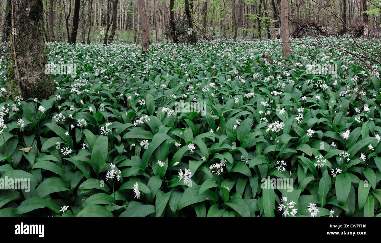 Allium ursinum wild garlic white flowers flowering kilinthomas wood ...