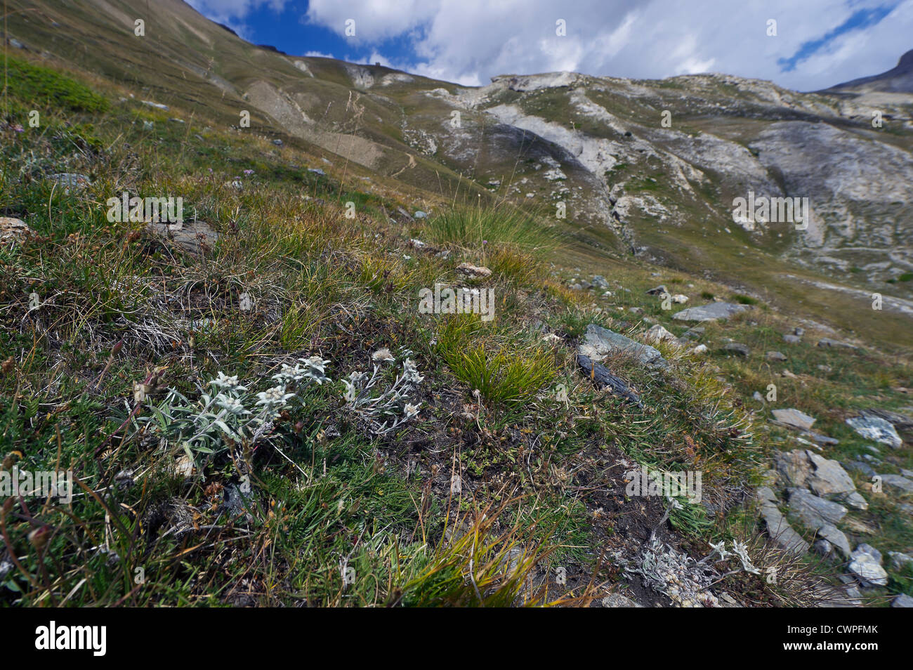 Edelweisses in their environment, Susa valley, Piedmont, Italy Stock ...