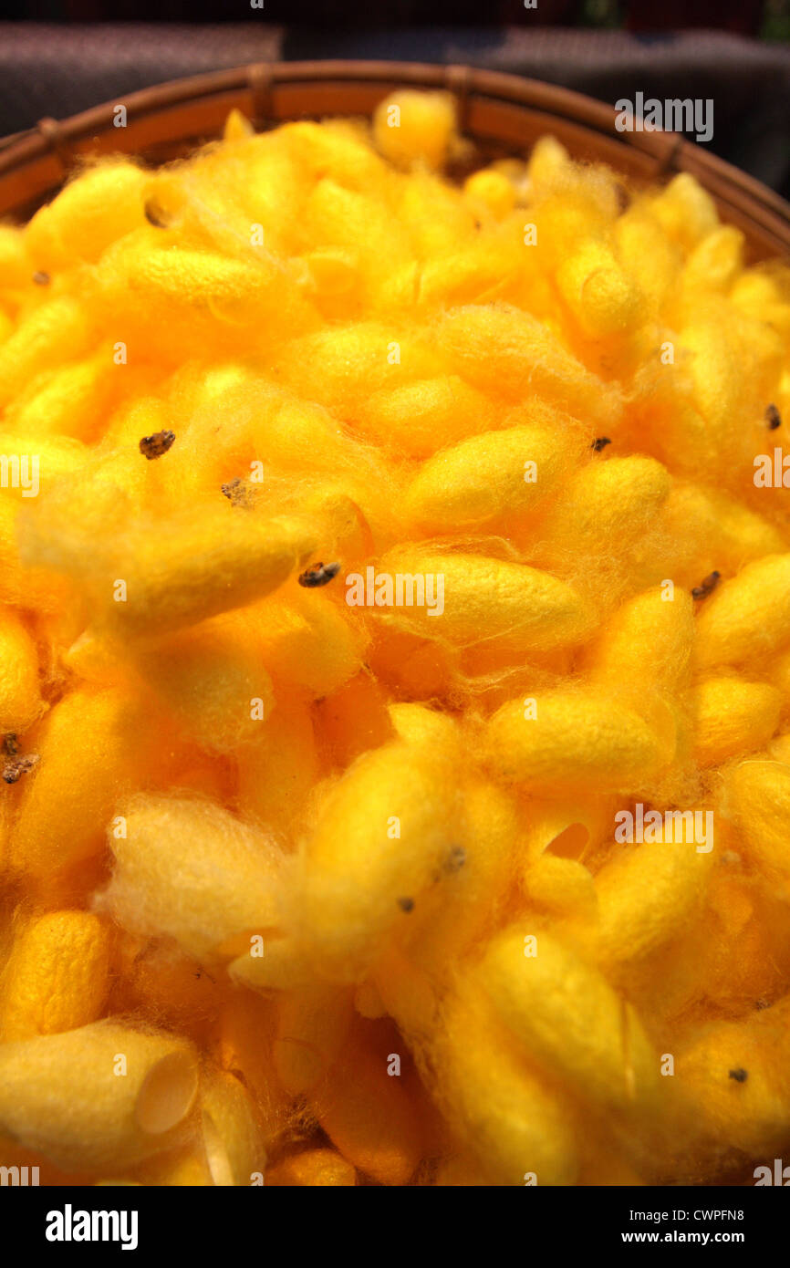 Golden silk cocoons hi-res stock photography and images - Alamy