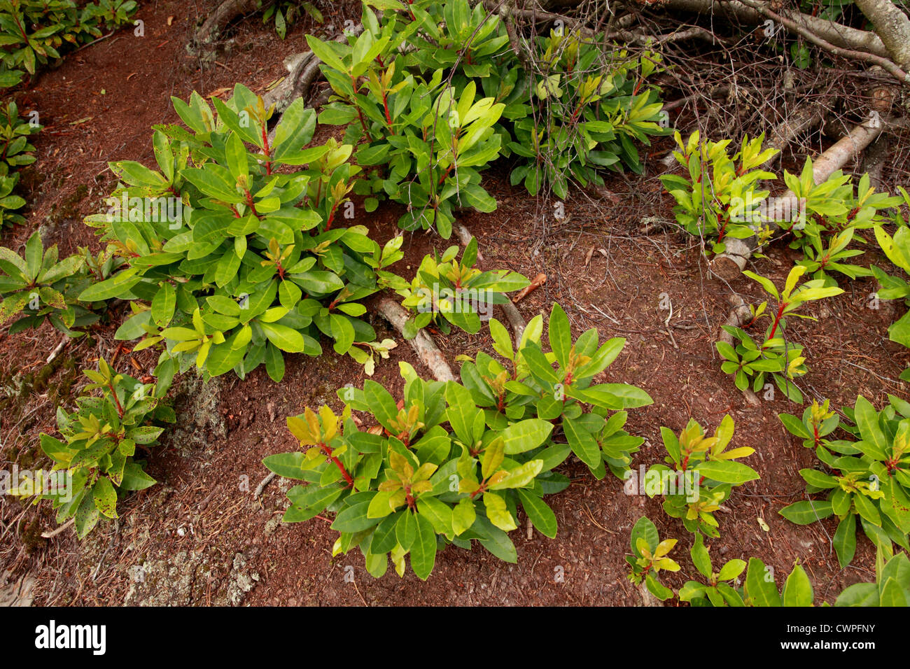 Young rhododendron plants growing in good soil, UK Stock Photo - Alamy