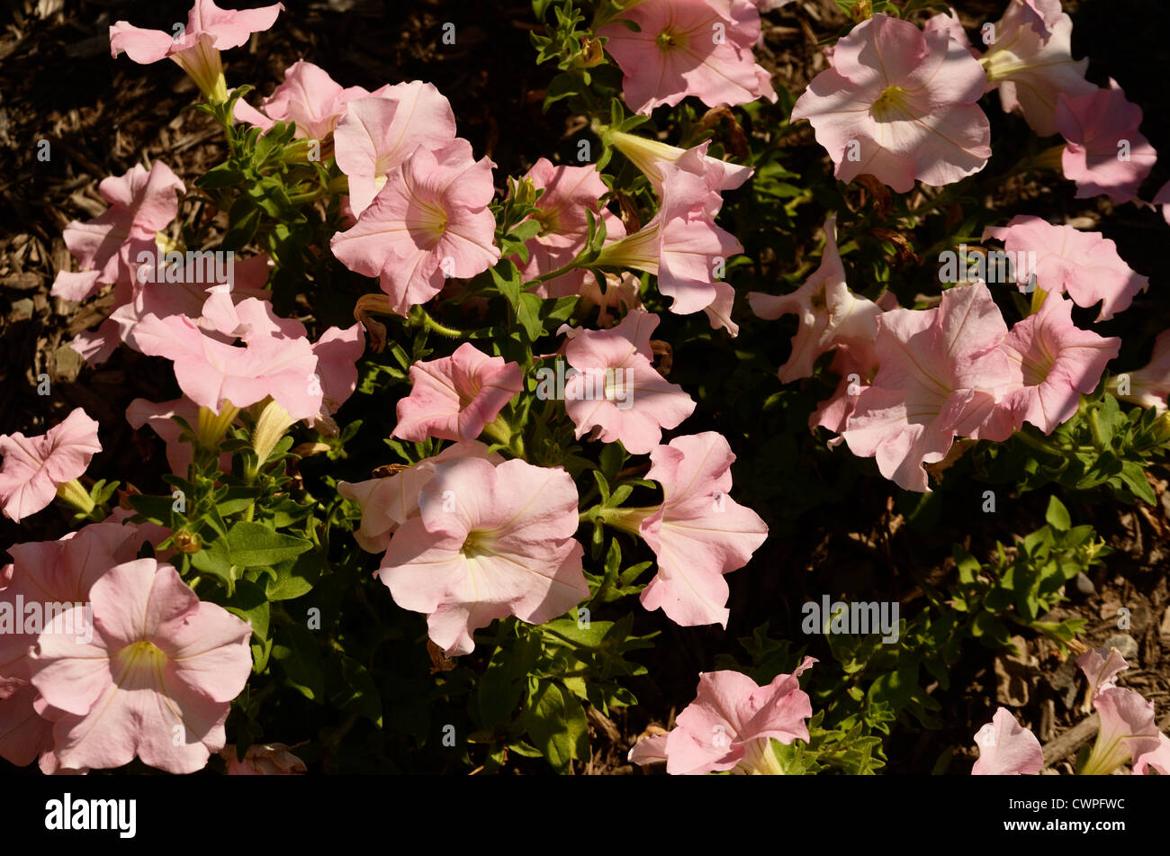Tupi guaraní hi-res stock photography and images - Alamy