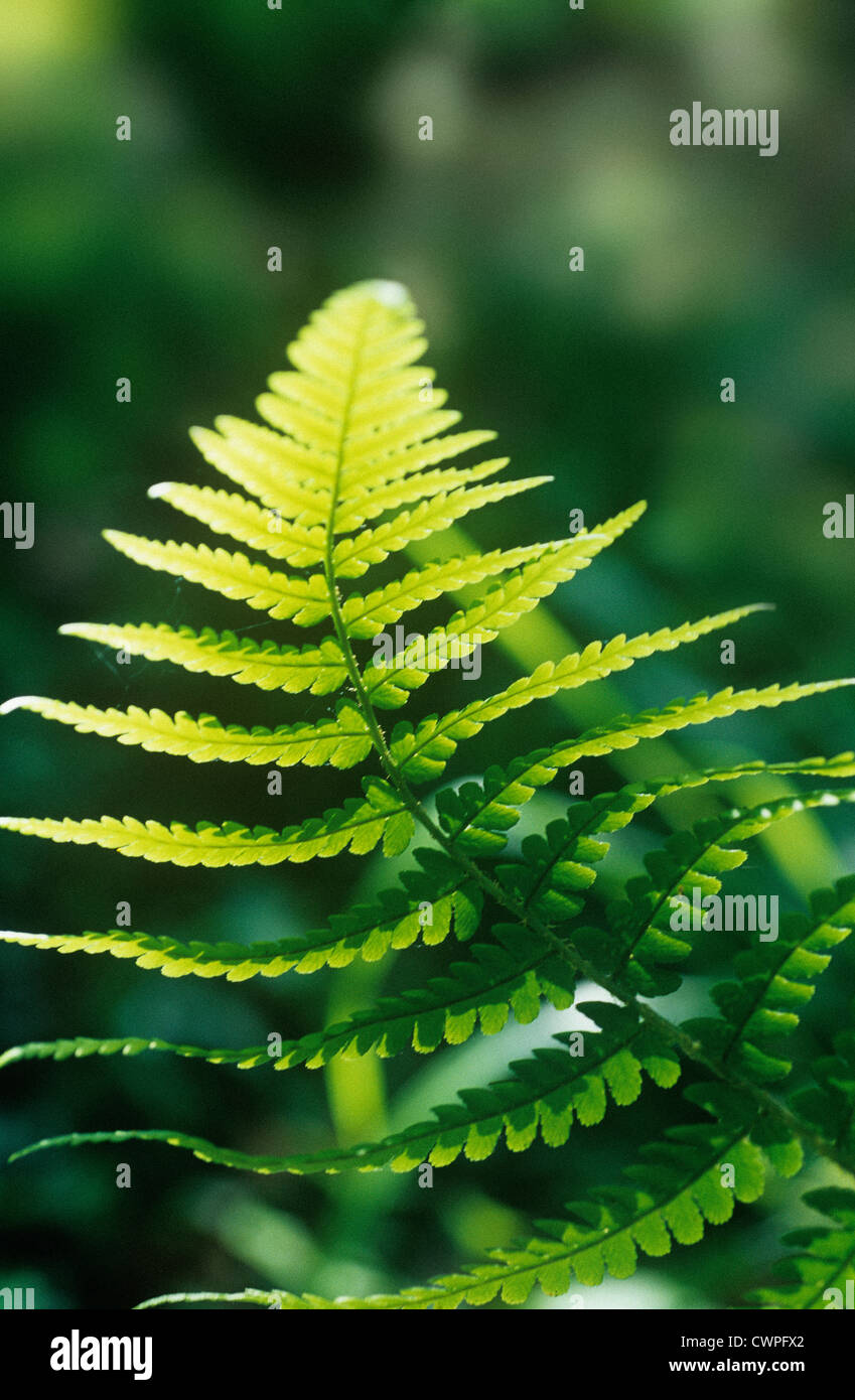 Common fragile fern hi-res stock photography and images - Alamy