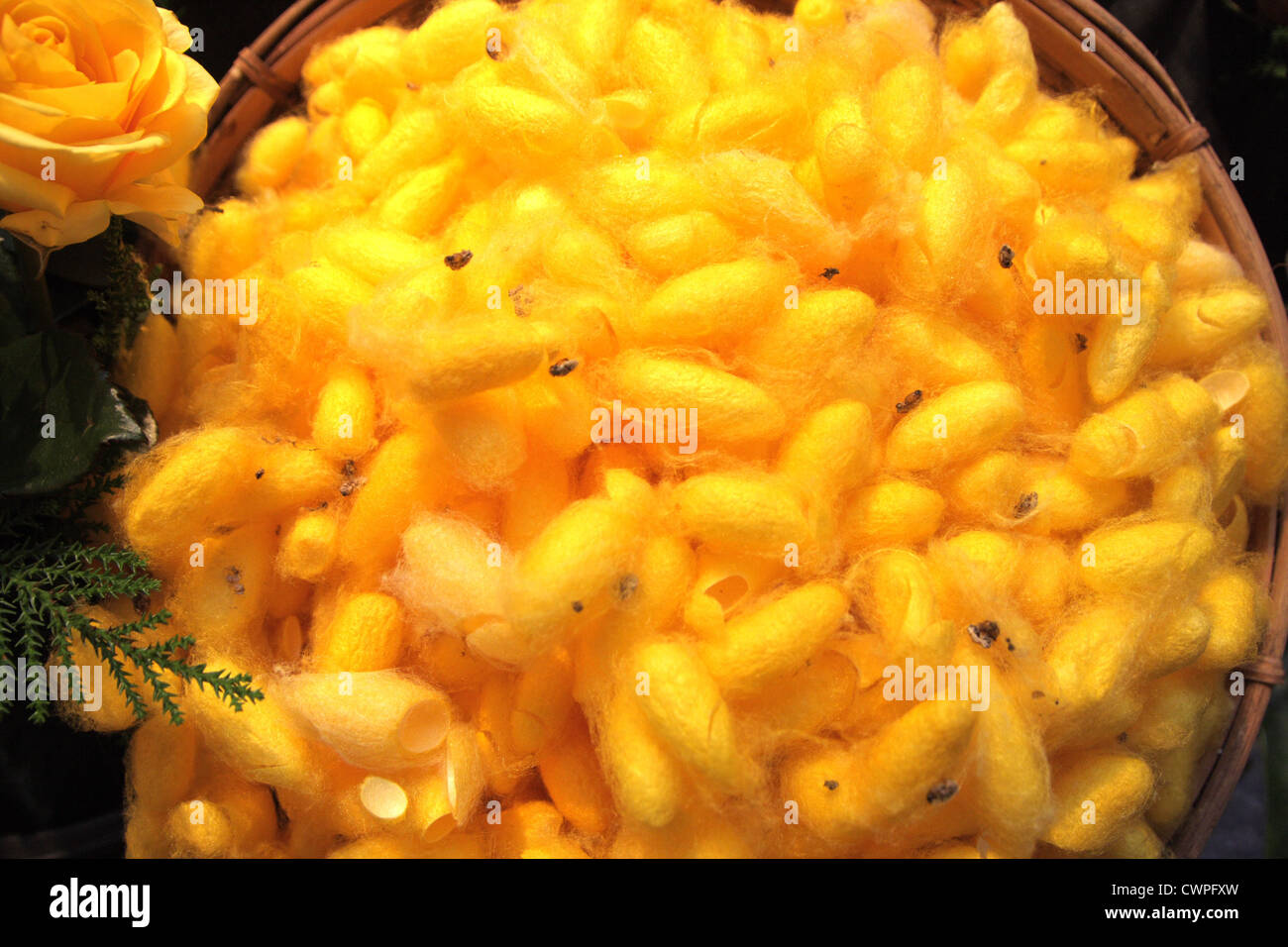 Close up yellow silk cocoons hi-res stock photography and images - Alamy