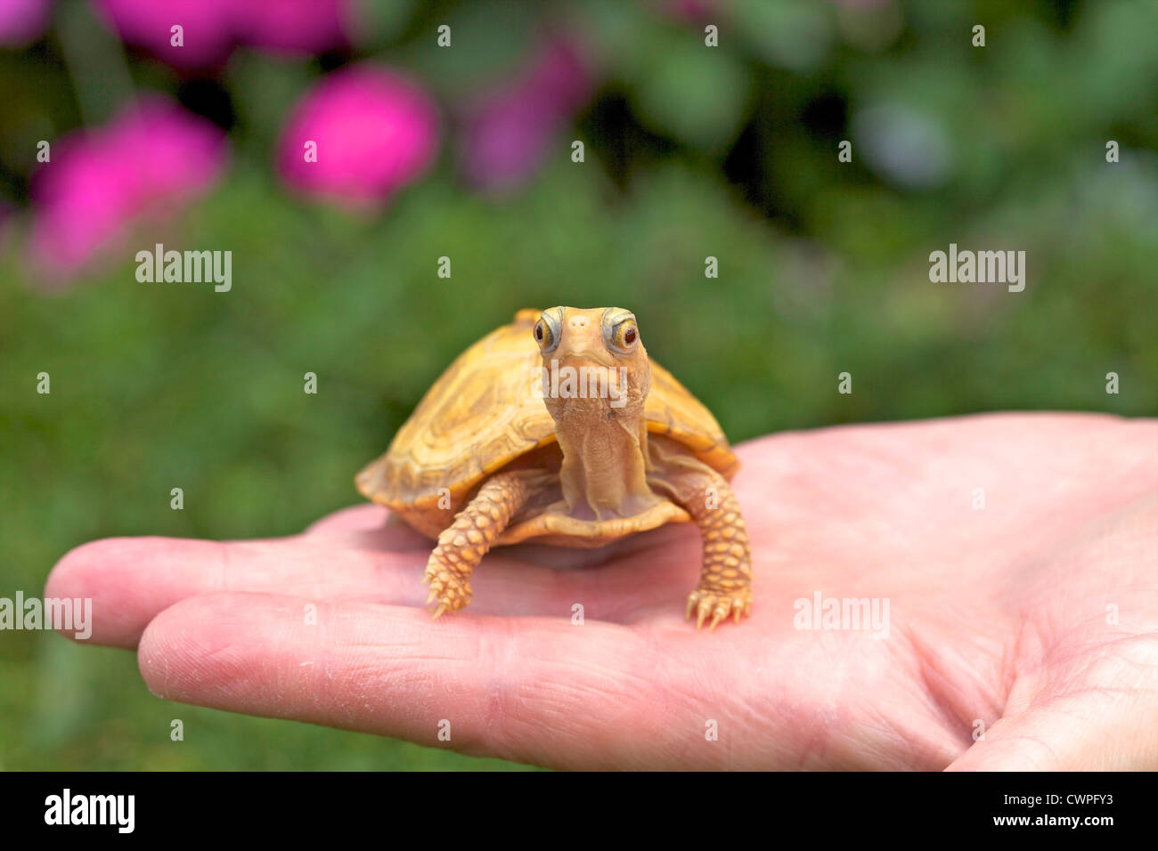 An albino Eastern Box Turtle (Terrapene carolina carolina) in a human ...