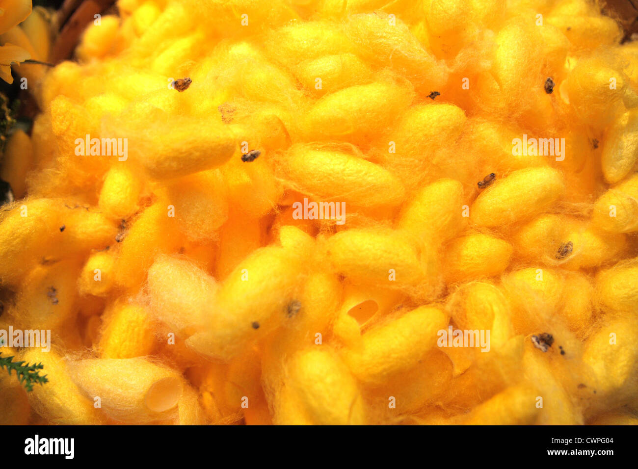 Yellow cocoons hi-res stock photography and images - Alamy
