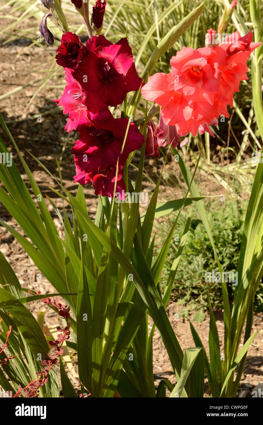 Gladioluses in September Stock Photo - Alamy