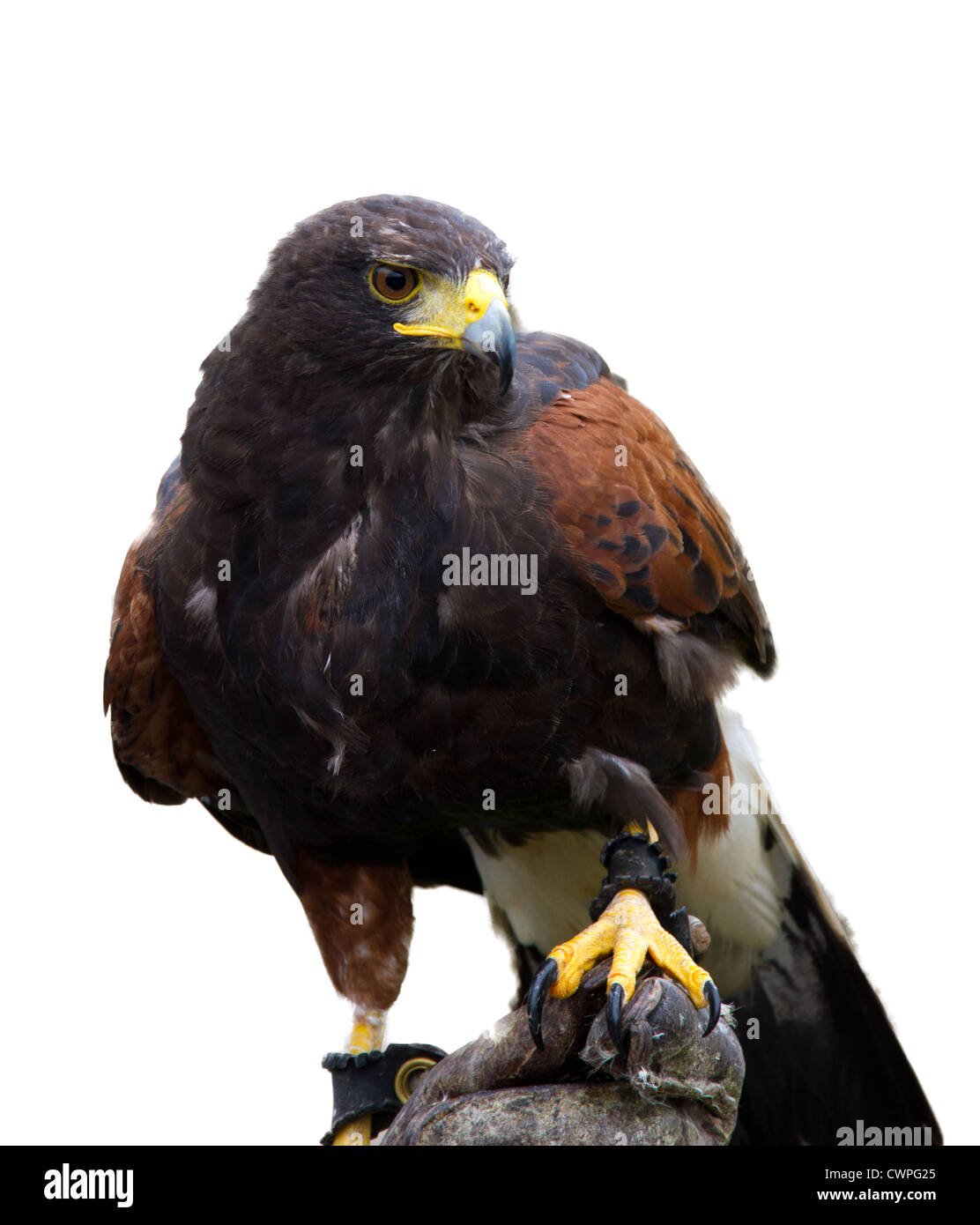 Harris hawk and claws hi-res stock photography and images - Alamy