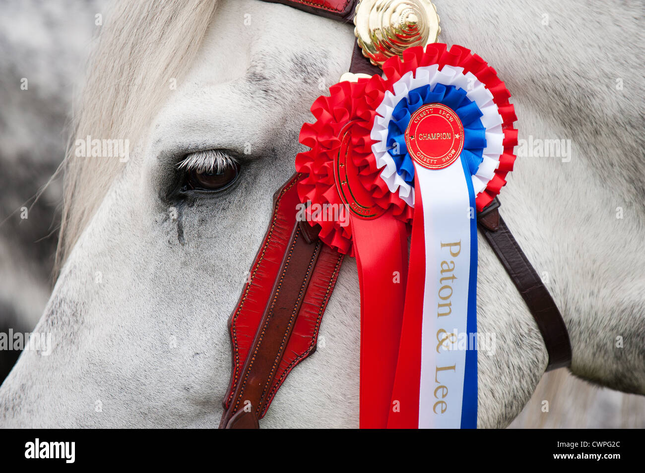 Shire horse head hi-res stock photography and images - Alamy