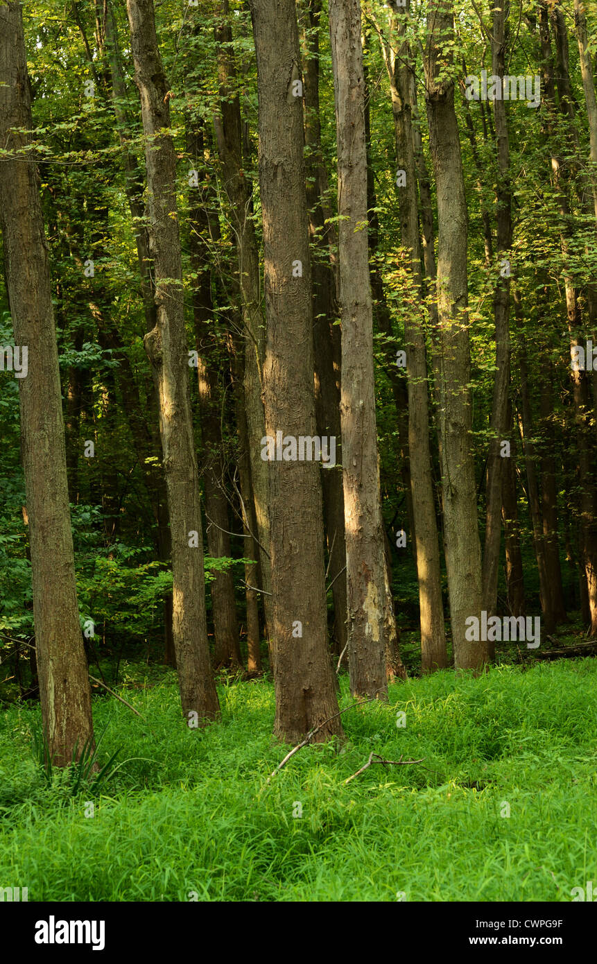 Forest floor and trees Stock Photo - Alamy