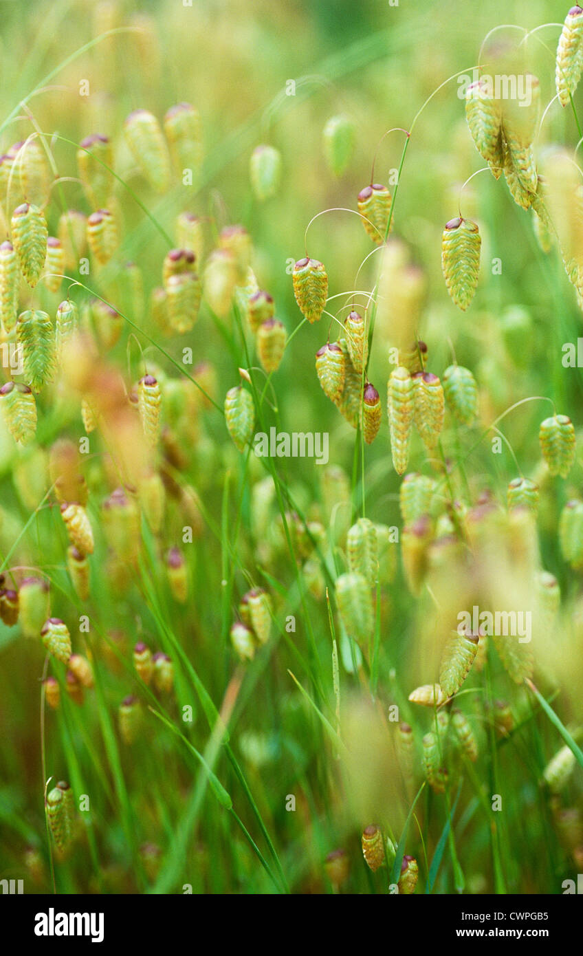 Briza maxima, Quaking grass Stock Photo - Alamy