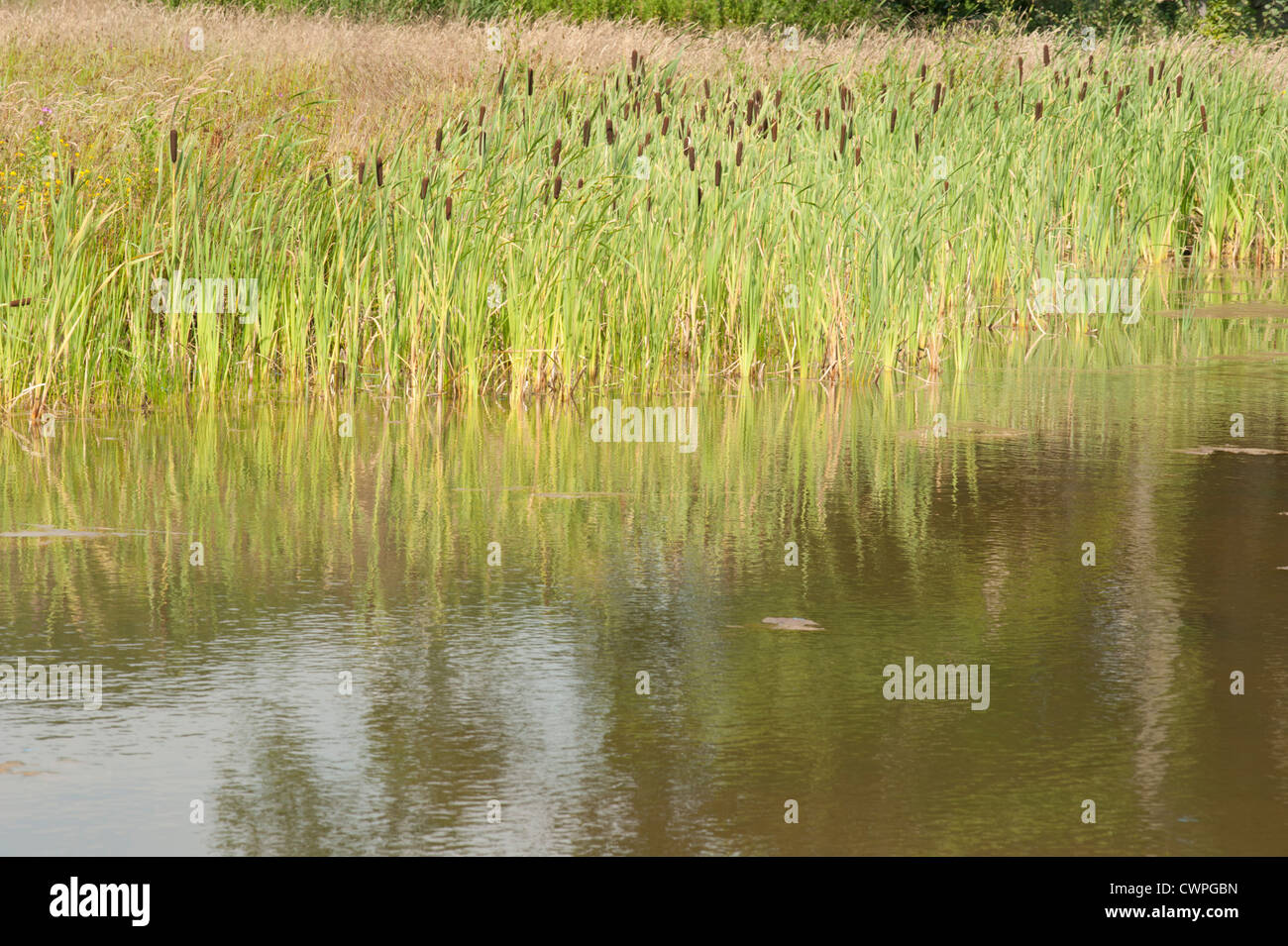 Pond with Common Reedmace, Typha latifolia, Esher, Surrey, UK. July ...