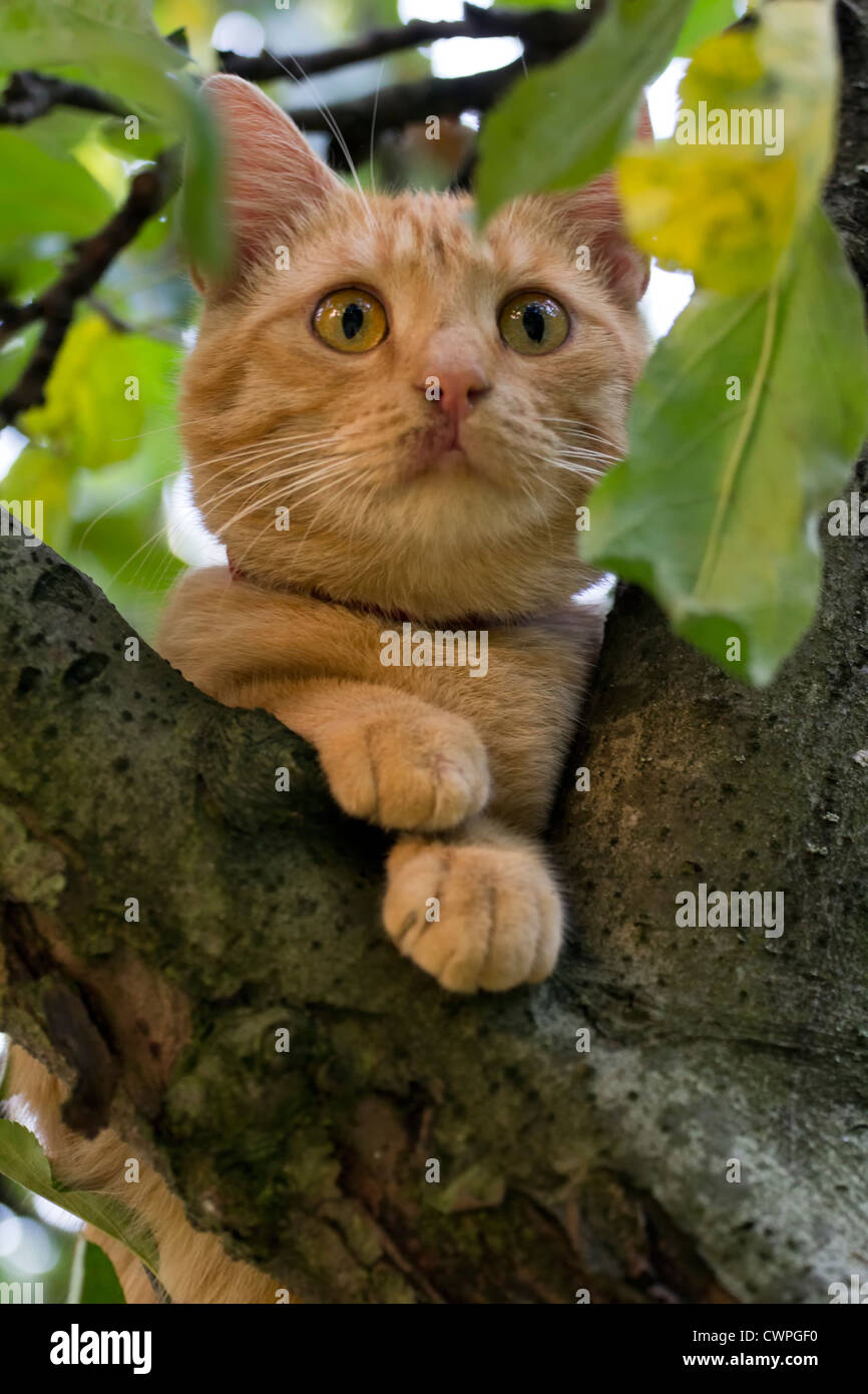 Tree animal mammal eye hi-res stock photography and images - Alamy