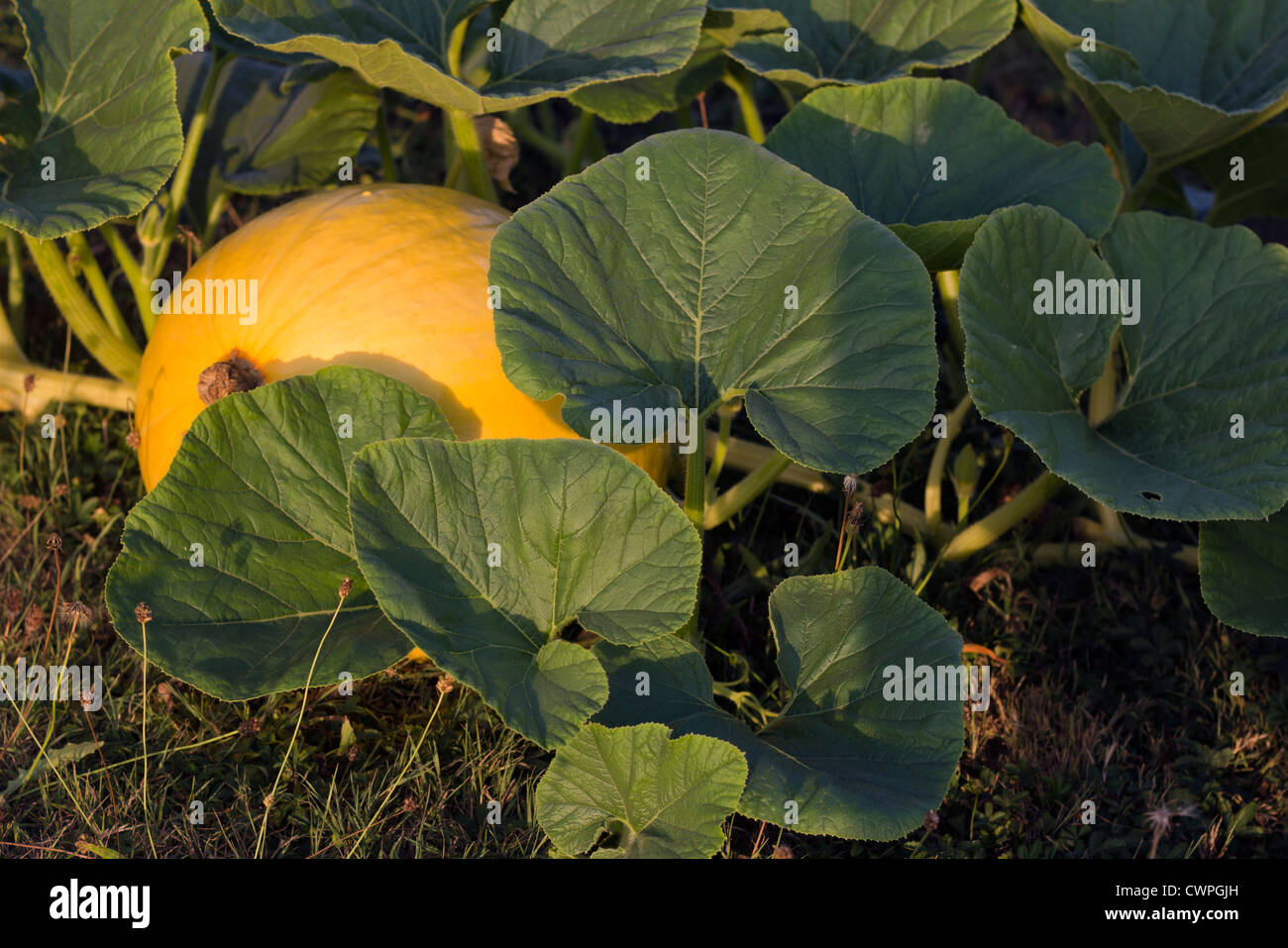Growing pumpkin on the ground Stock Photo - Alamy