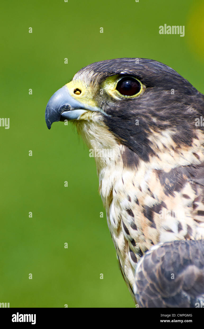 Peregrine falcon - bird seen at a display and is flown for both hunting ...