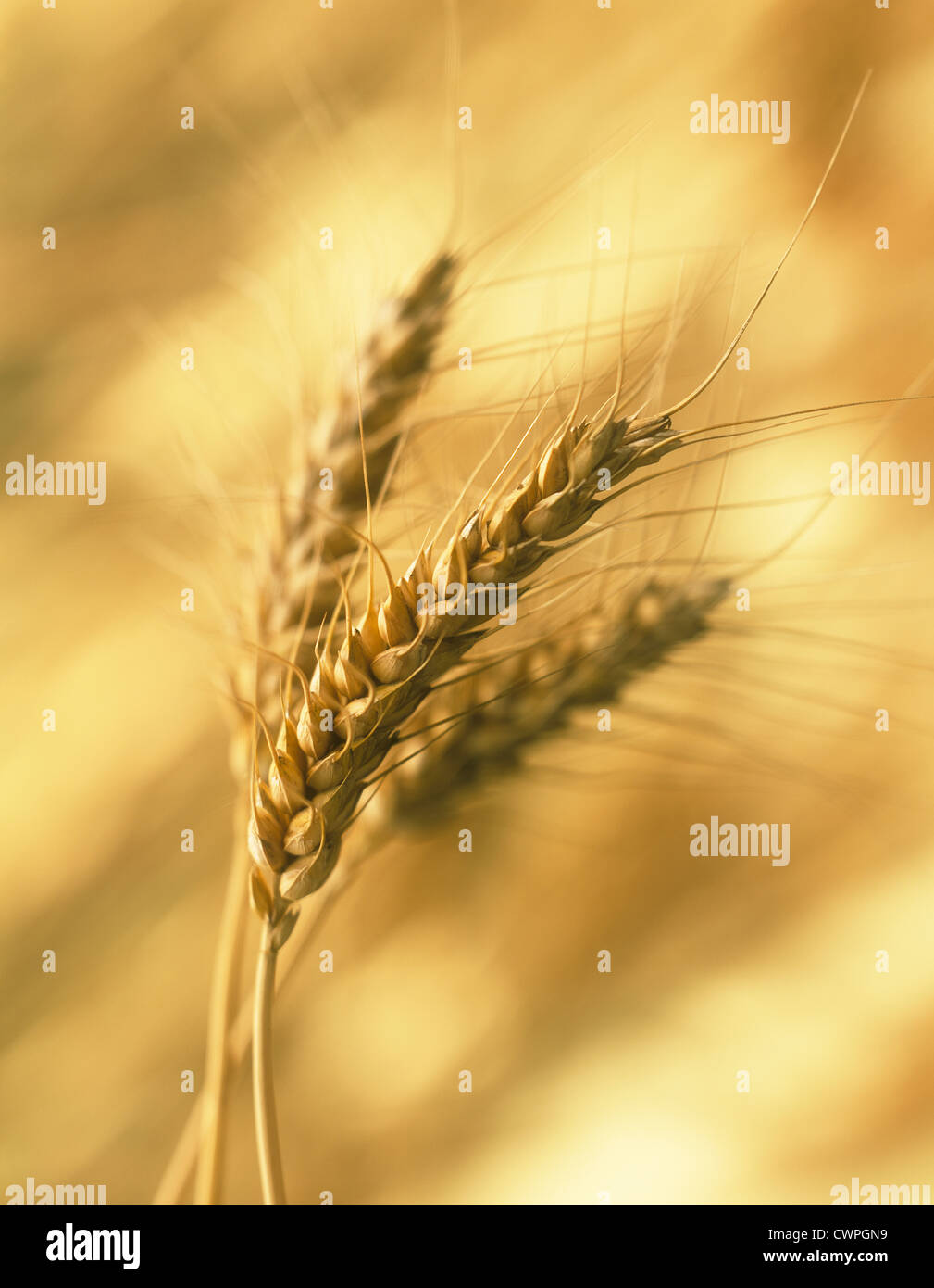 Triticum aestivum, Wheat, Bread wheat Stock Photo - Alamy