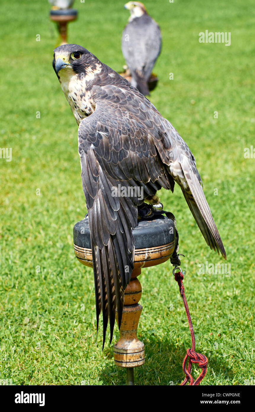Peregrine falcon - bird seen at a display and is flown for both hunting ...