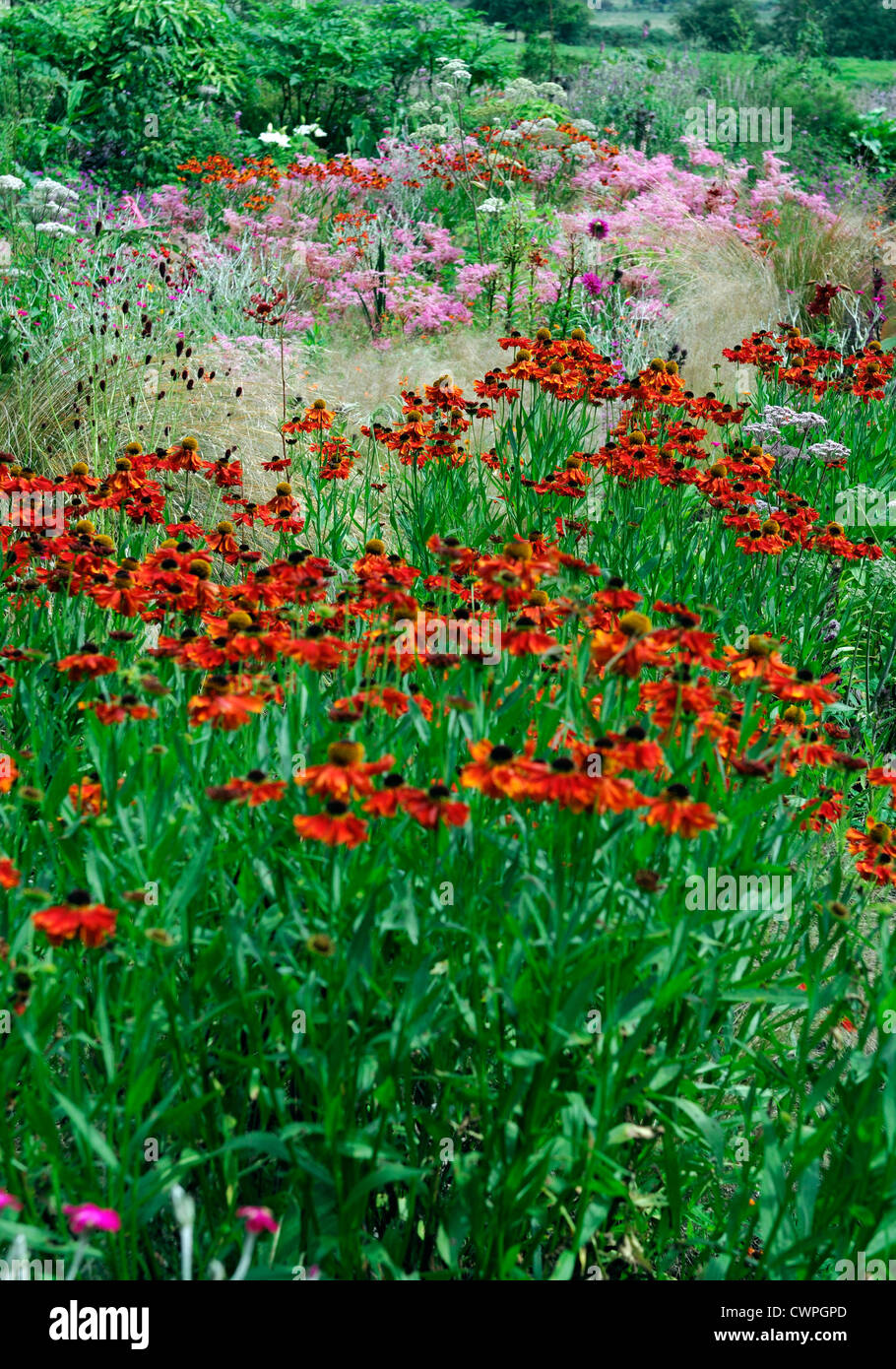 Late summer early autumn herbaceous perennial bed border colour color ...