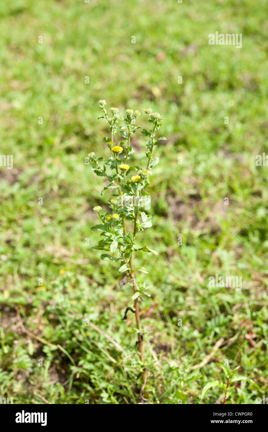 Small Fleabane, Pulicaria vulgaris, Cadnam Common, New Forest ...