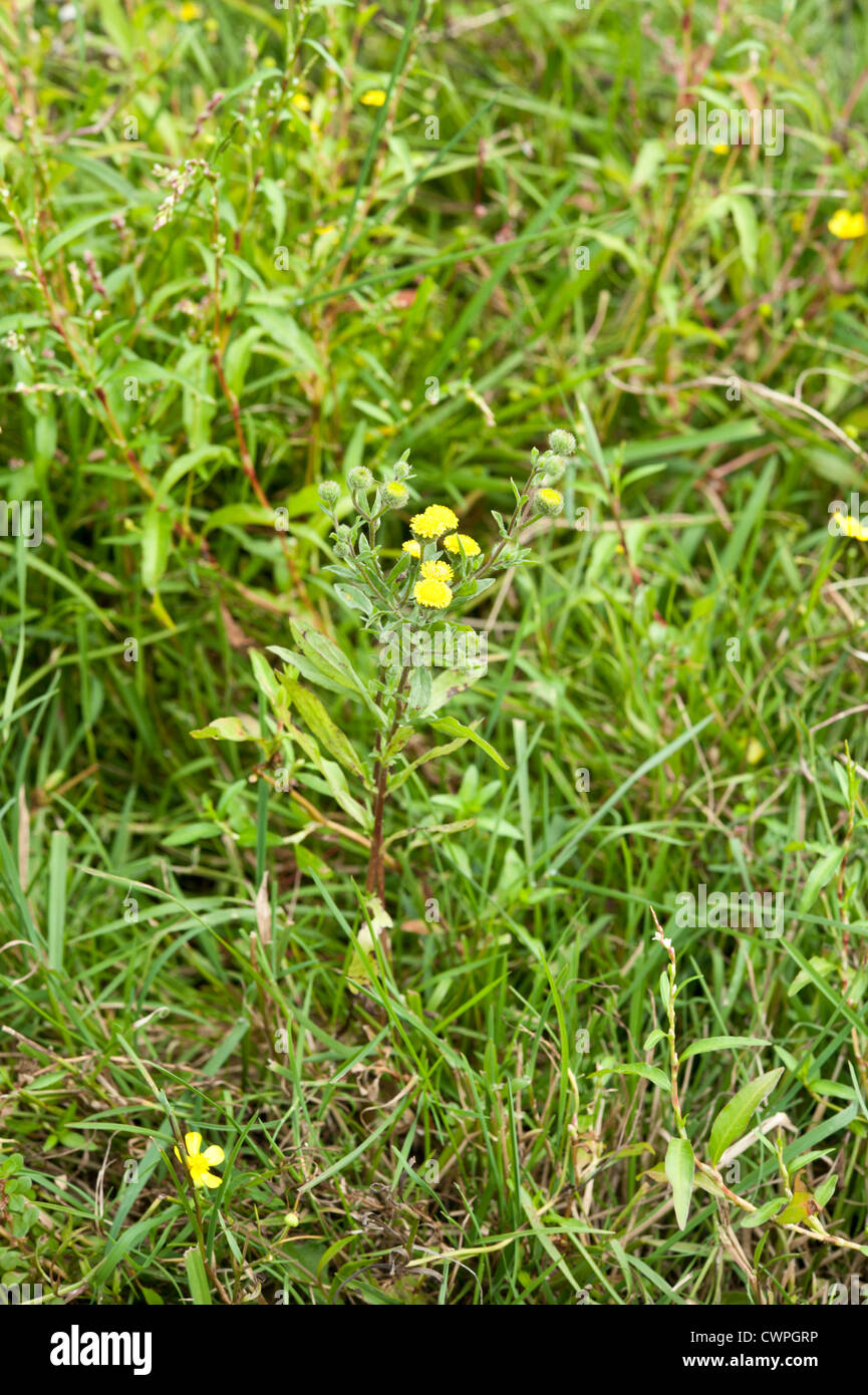 Small Fleabane, Pulicaria vulgaris, Cadnam Common, New Forest ...