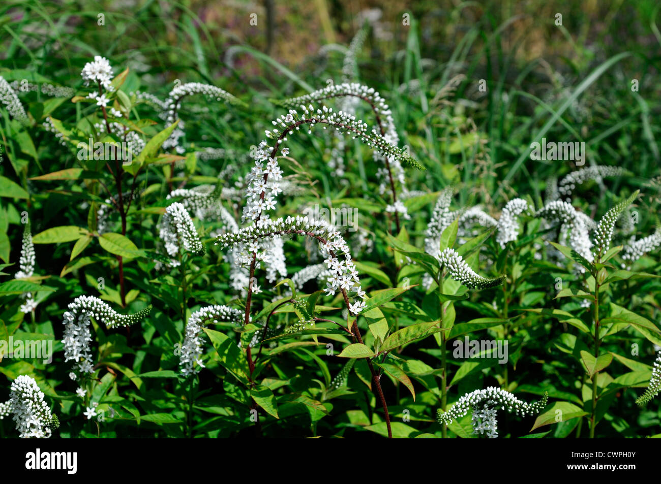 Lysimachia clethroides Gooseneck loosestrife white flower flowering ...