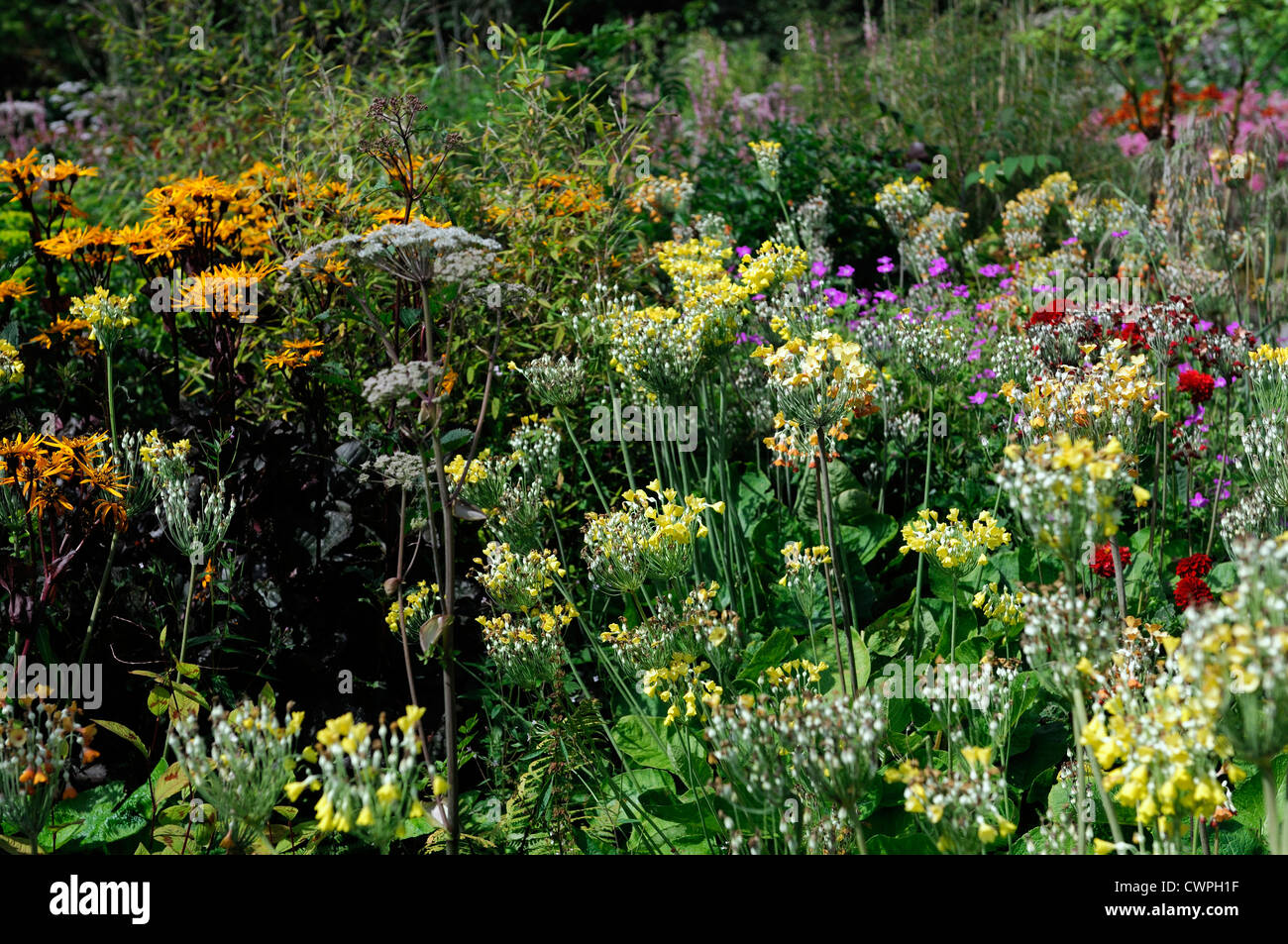 mixed perennial herbaceoous border mix combo combination planting ...