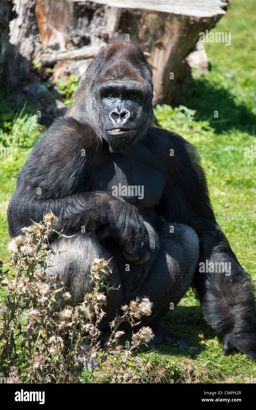 Silverback gorilla sitting hi-res stock photography and images - Alamy