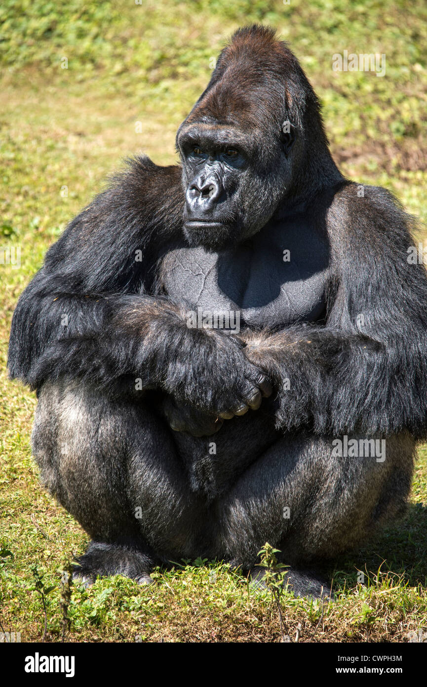 Sitting silverback gorilla looking out of the left of the frame Stock ...