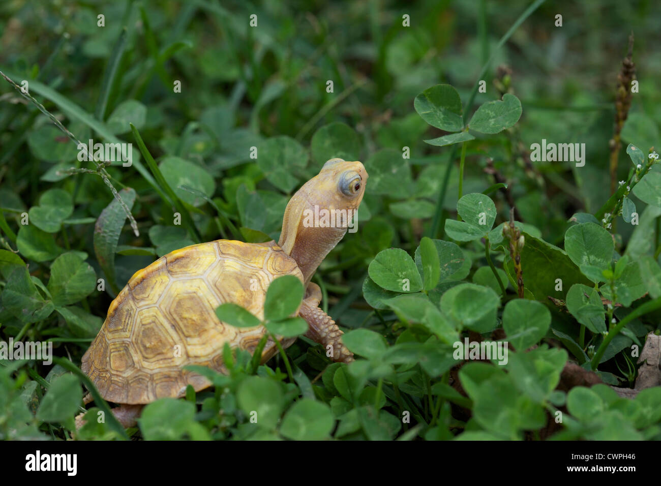 Baby albino eastern box turtle hi-res stock photography and images - Alamy