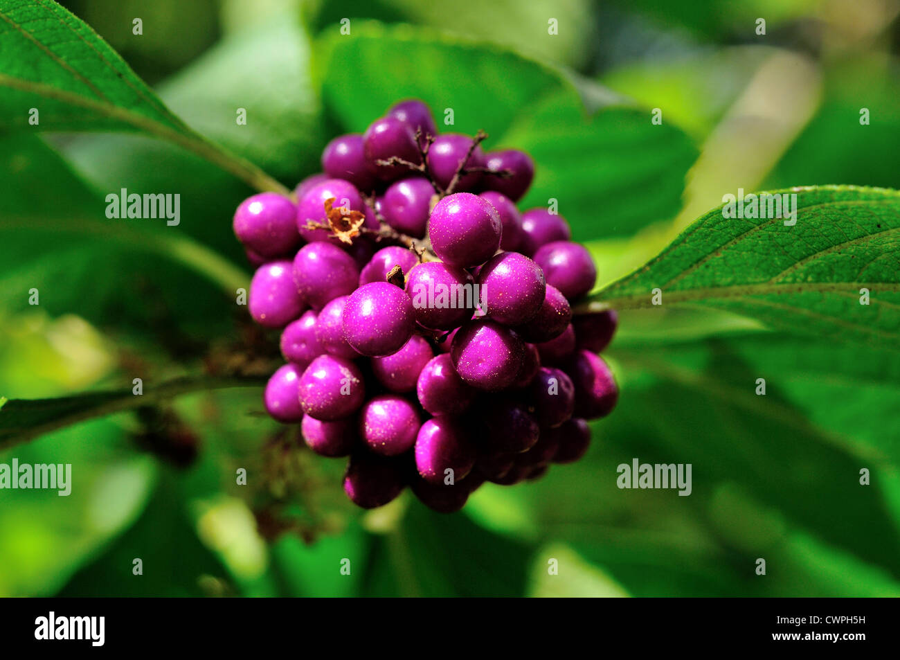 Cluster Of Purple Berries High Resolution Stock Photography and Images ...