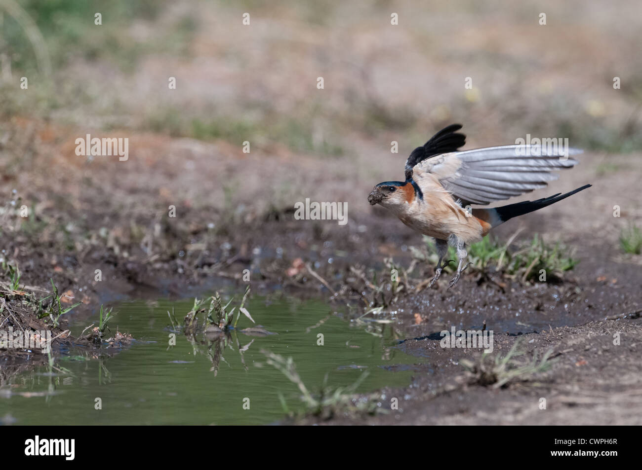 Red-rumped swallow Hirundo daurica in flight gathering mud for nest ...