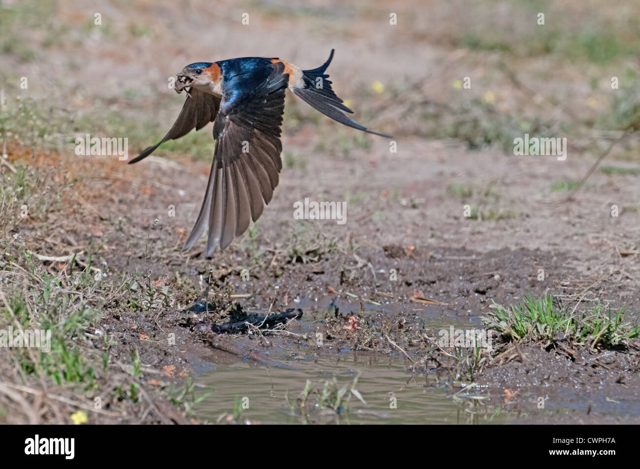 Red rumped swallow nest hi-res stock photography and images - Alamy