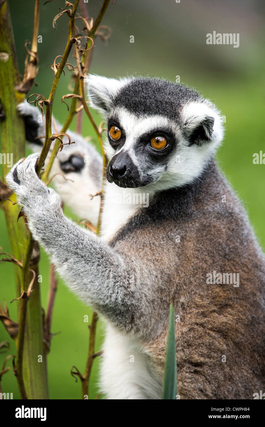 Close up of a lemur climbing a green branch Stock Photo - Alamy