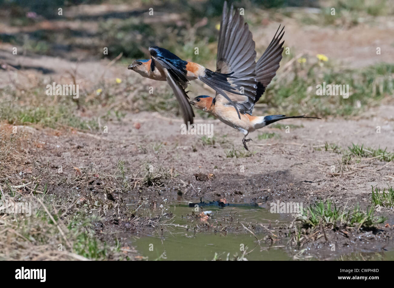 Pair Of Red-rumped swallows Hirundo daurica in flight gathering mud for ...