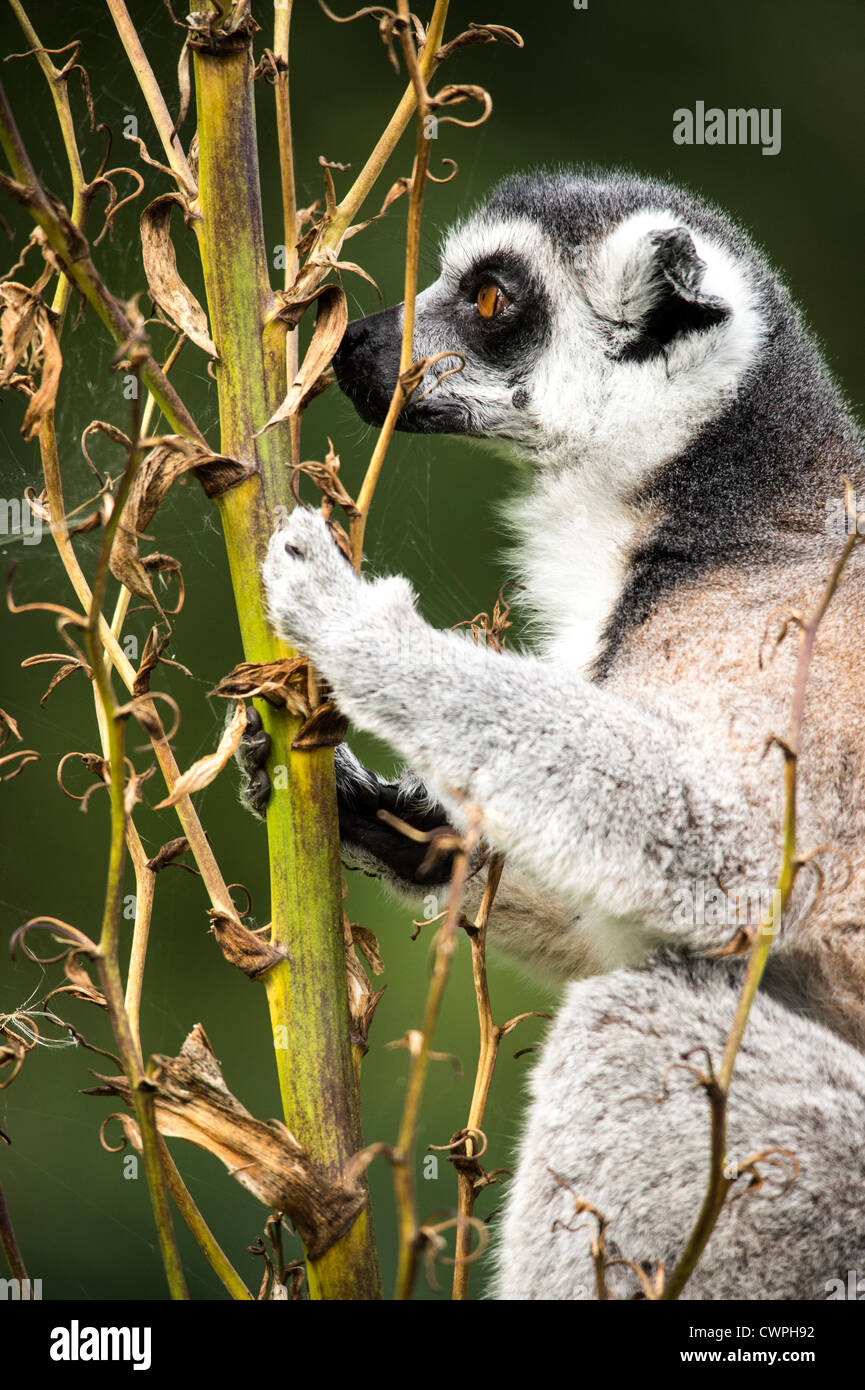 Lemur climbing hi-res stock photography and images - Alamy