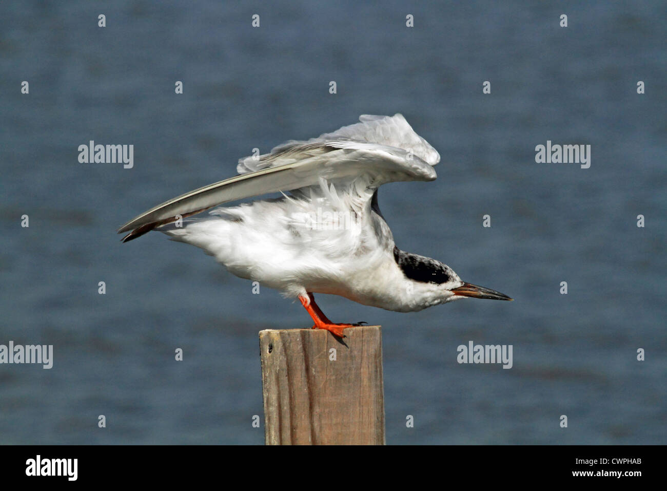 A Forster's tern, Sterna forsteri, flapping its wings. Richard DeKorte ...