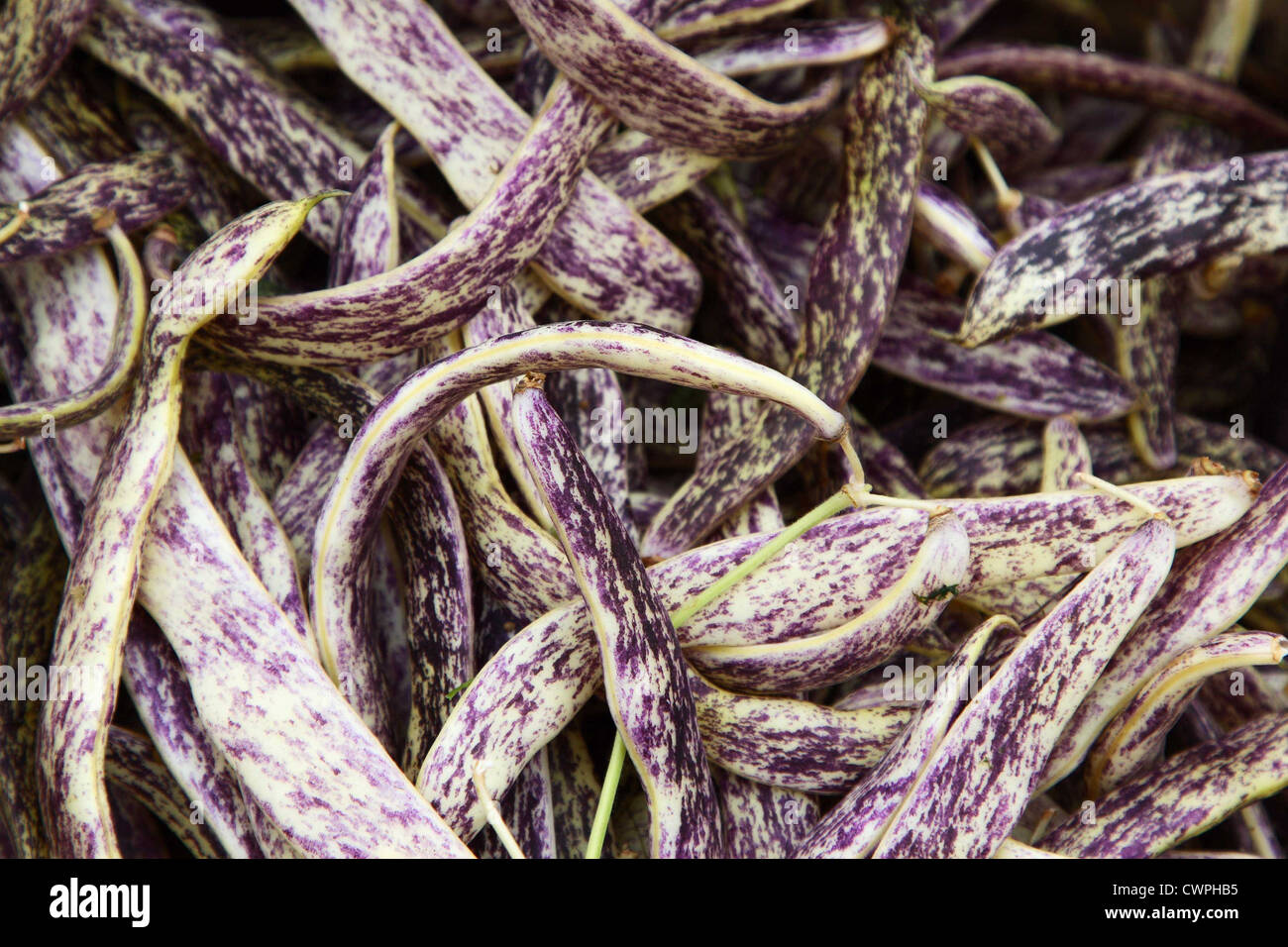 Dragon Tongue Beans at the Berkeley Farmers' Market Stock Photo - Alamy