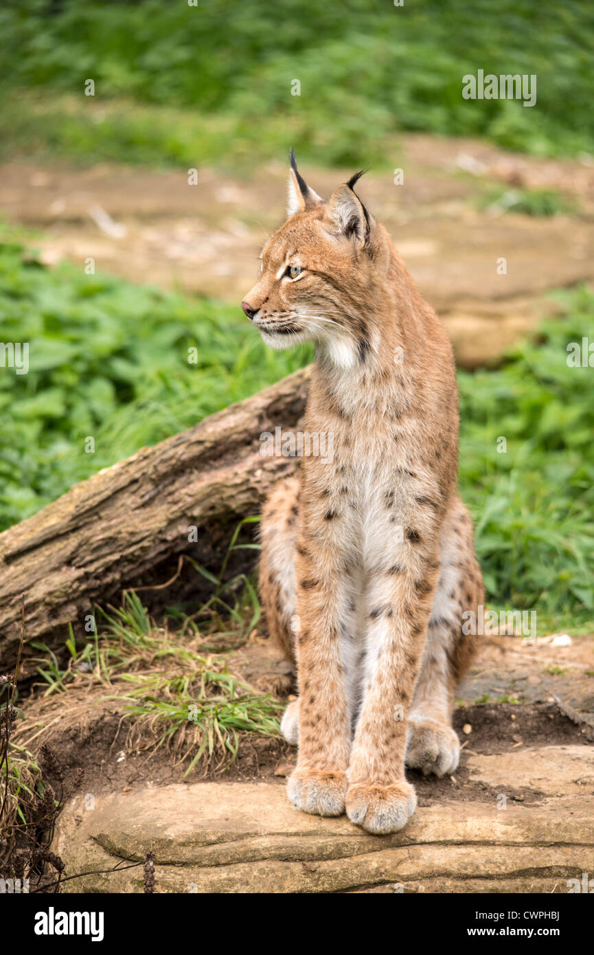 Lynx standing on a rock looking out of the left frame of the shot Stock ...