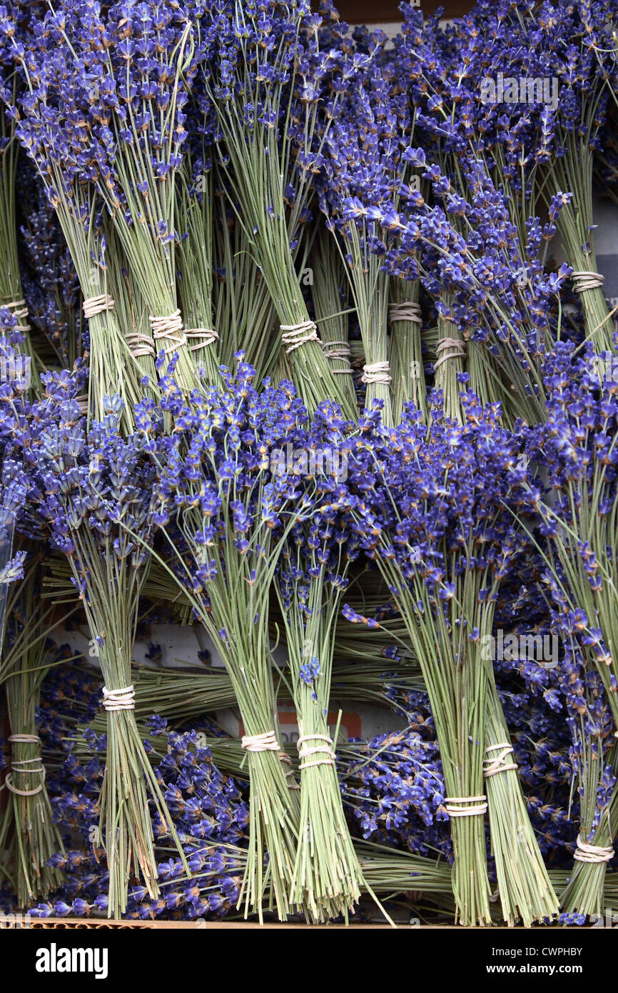 Dwarf Lavender at the Farmers Market Stock Photo - Alamy