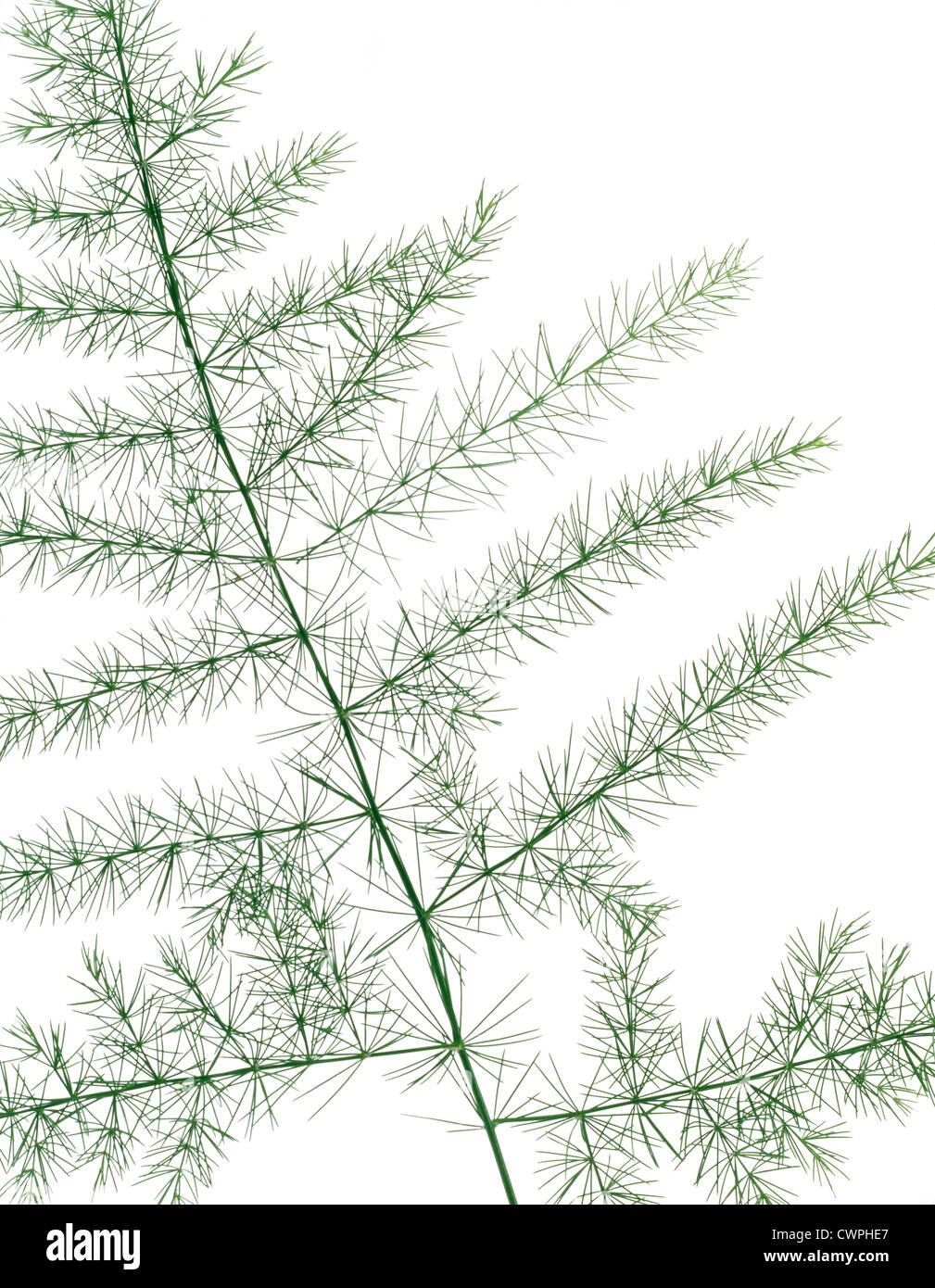 Asparagus plumosus, Fern, Asparagus fern Stock Photo - Alamy