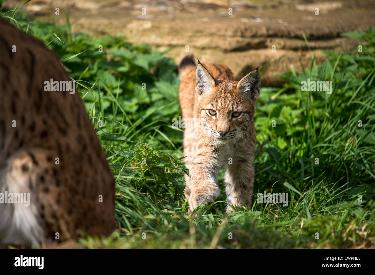 Lynx kitten stalking towards the viewer Stock Photo - Alamy