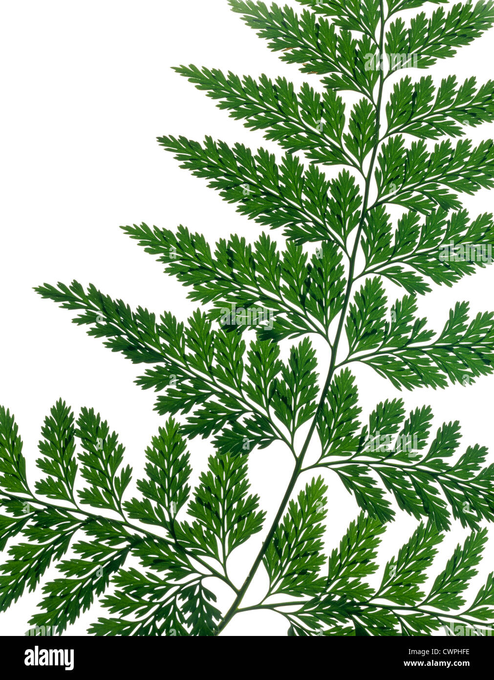 Fern outline hi-res stock photography and images - Alamy