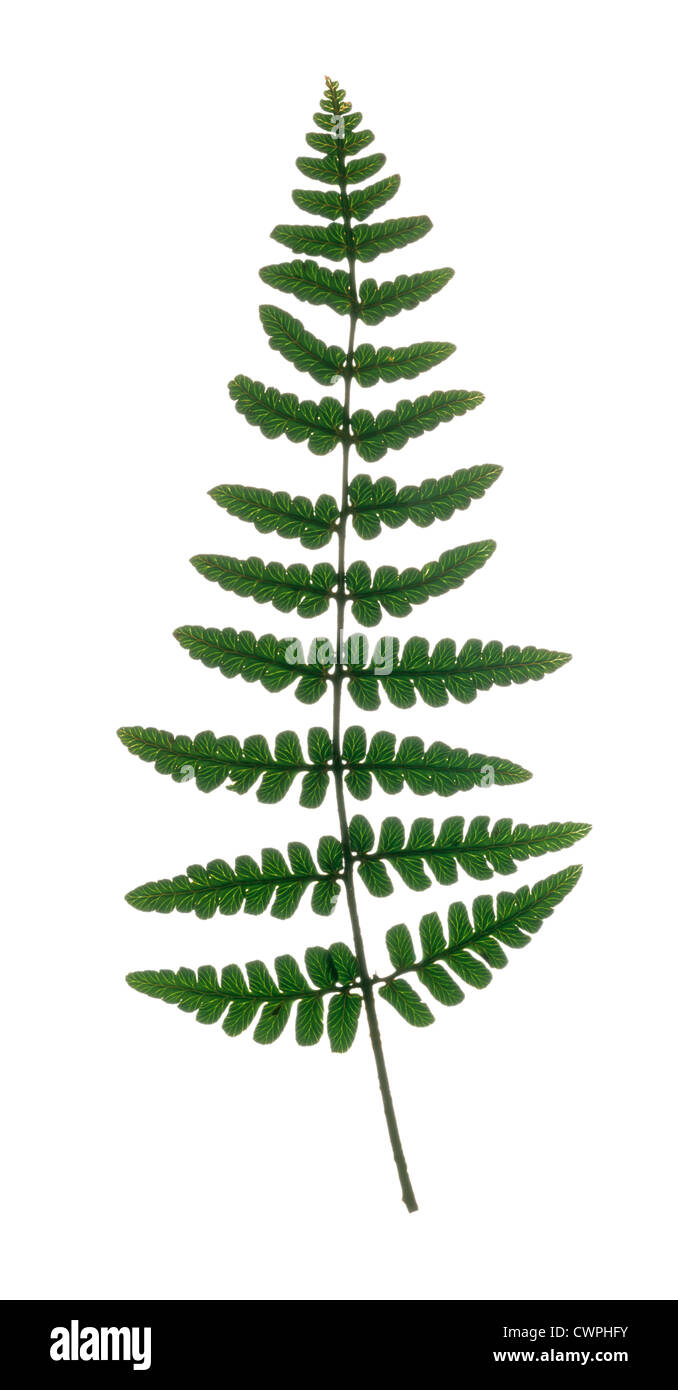 Fern graphic Cut Out Stock Images & Pictures - Alamy