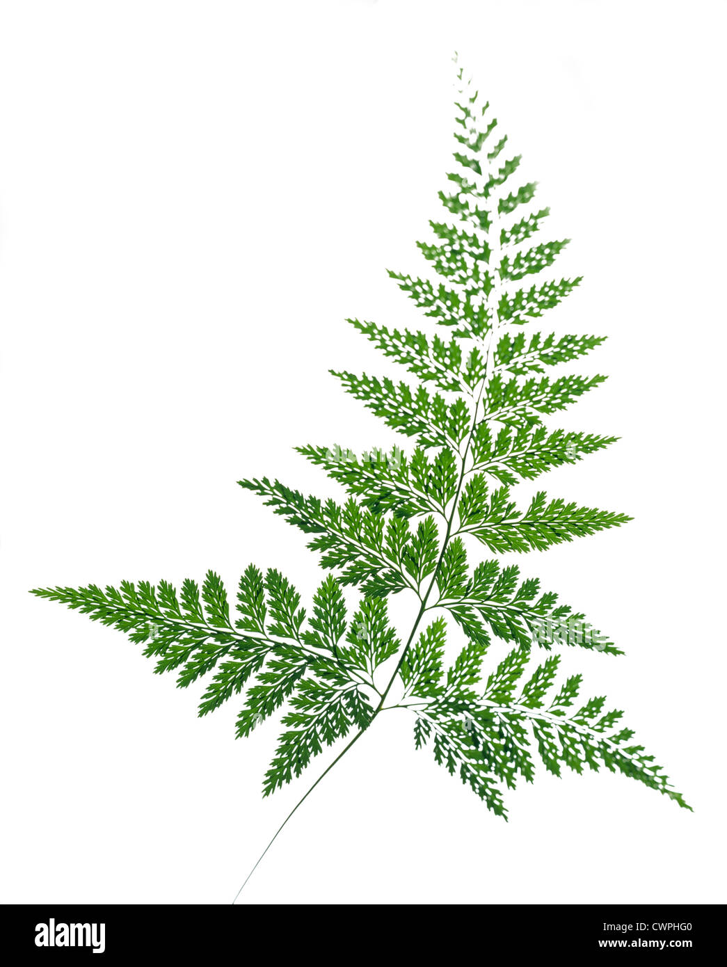Overhead shot large fern leaves hi-res stock photography and images - Alamy