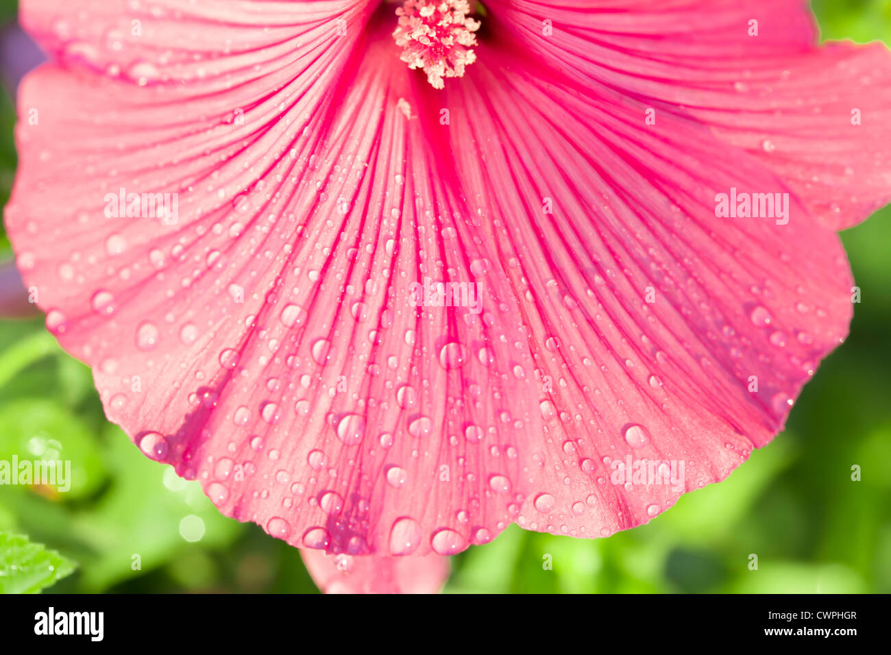 Pink freshness. Flowers Mallow (Malva neglecta) with morning dew Stock ...