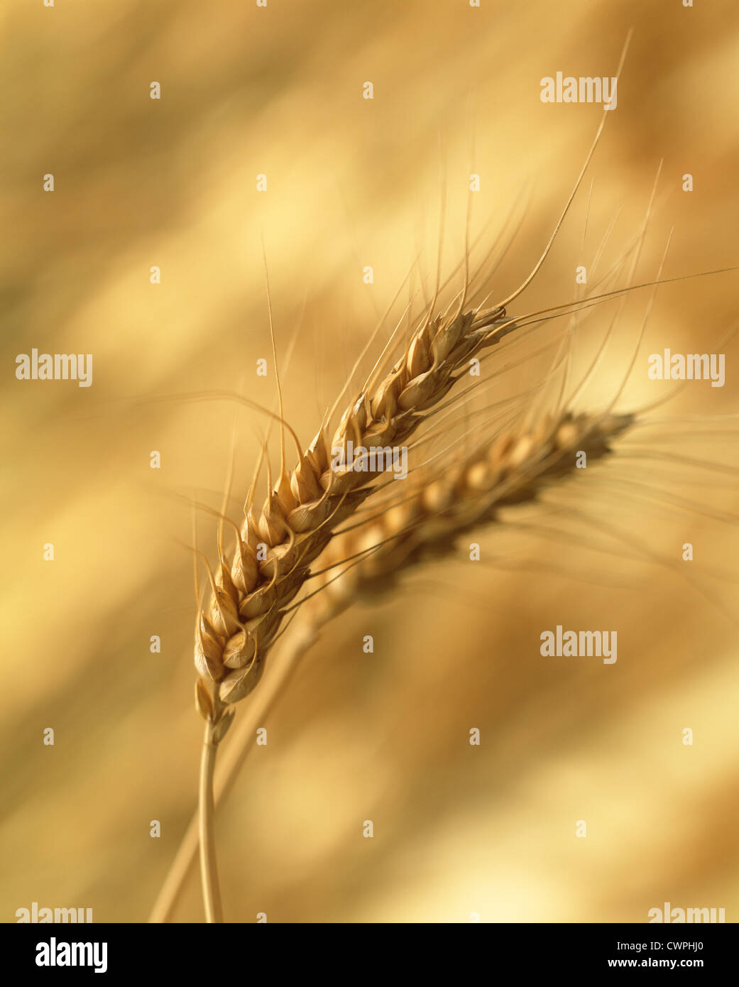 Wheat sheaf hi-res stock photography and images - Alamy