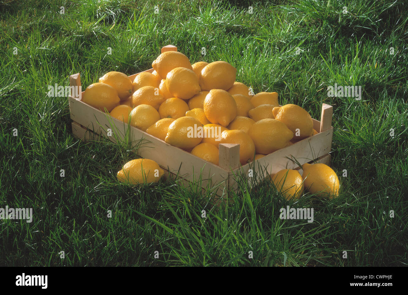 Citrus limon, Lemon Stock Photo - Alamy
