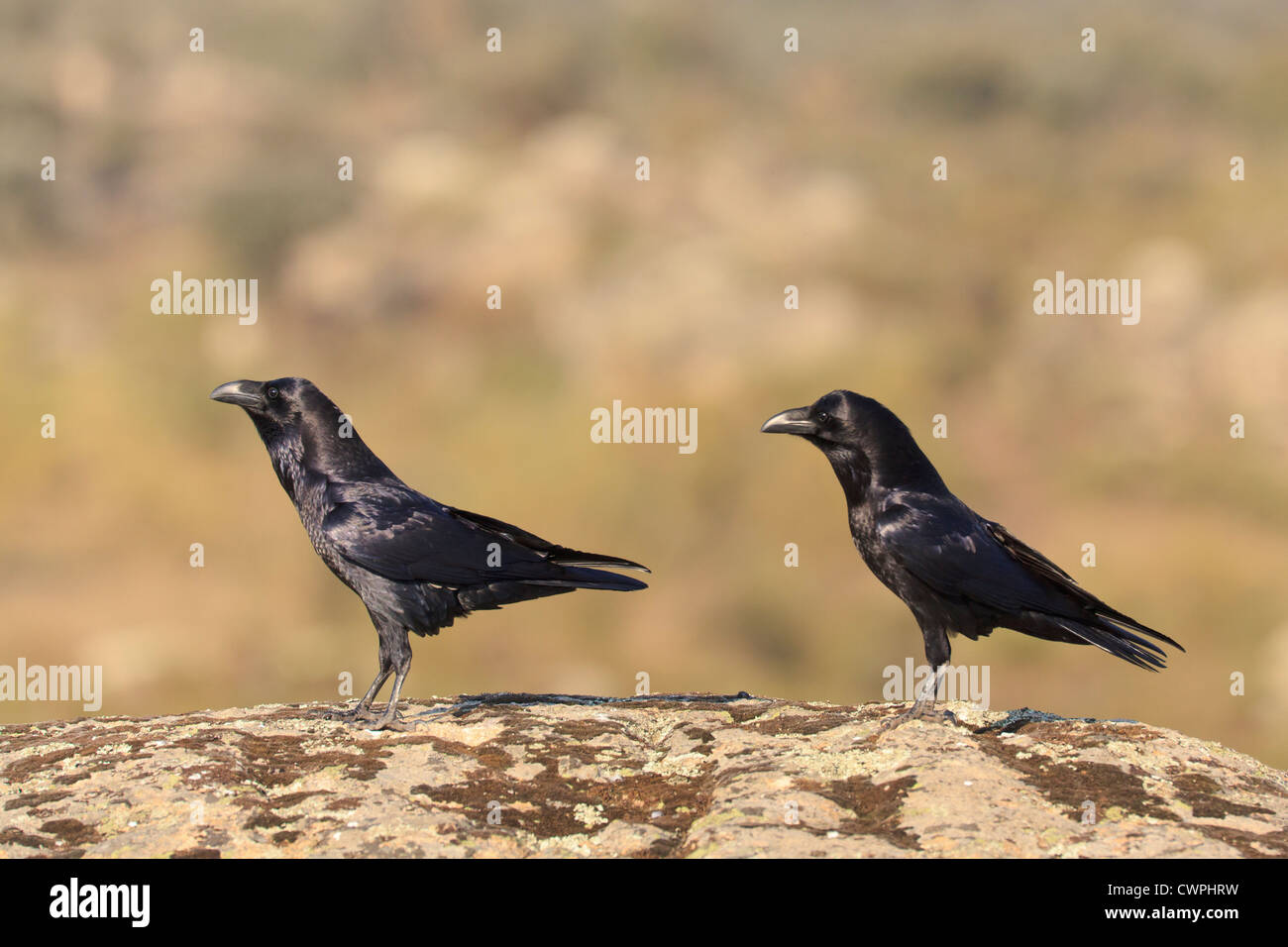 Common Ravens Stock Photos & Common Ravens Stock Images - Alamy