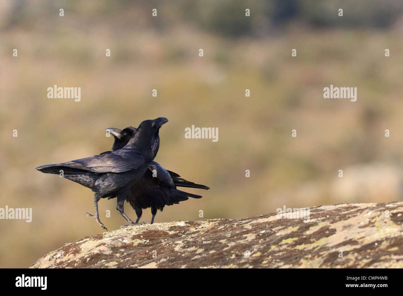 Common Ravens (Corvus corax) courtship, male and female. Extremadura ...