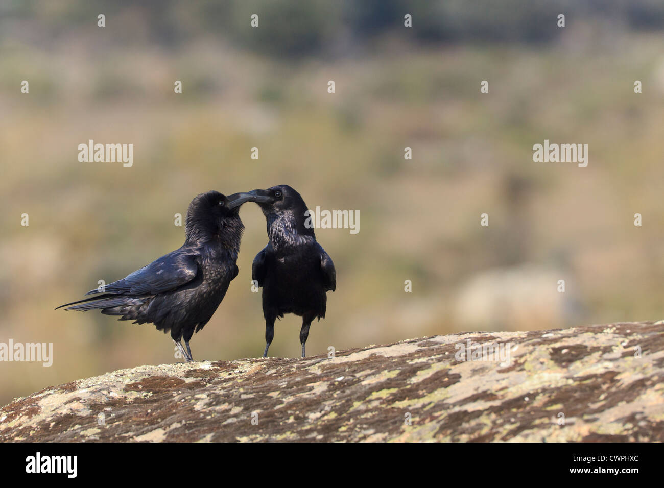 Pair of common ravens hi-res stock photography and images - Alamy