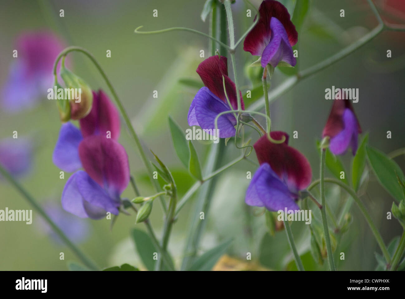 Lathyrus odoratus plant hi-res stock photography and images - Alamy